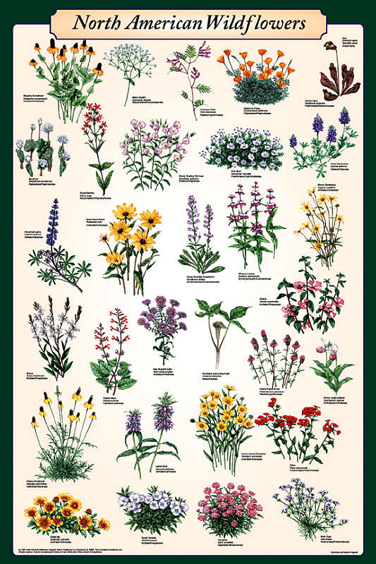 North American Wildflowers Poster By Feenixx Publishing North American Wildflowers Poster By Feenixx Publishing